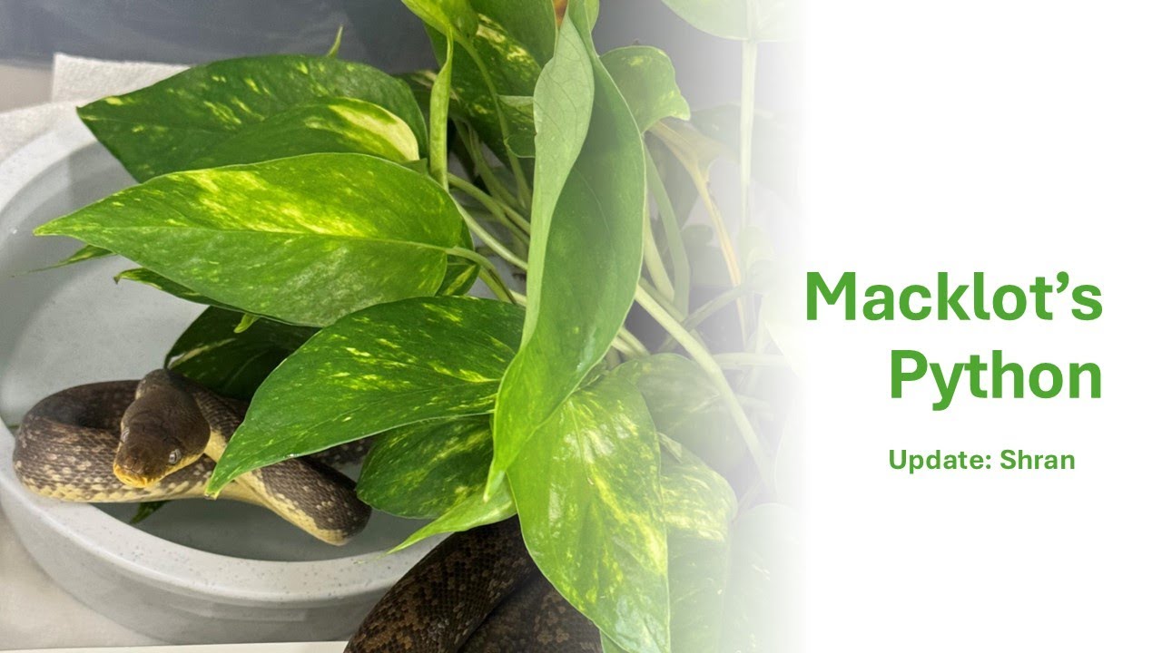 Macklot’s Python Update: Shran - YouTube