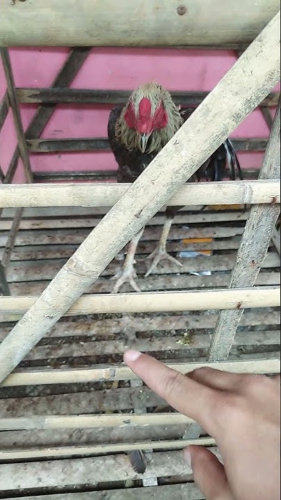 AYAM BANGKOK SUPER PUKUL BRUTAL PAKOY ORY - YouTube