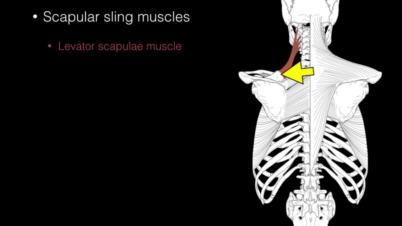 Scapulothoracic joint Muscles and nerves - YouTube