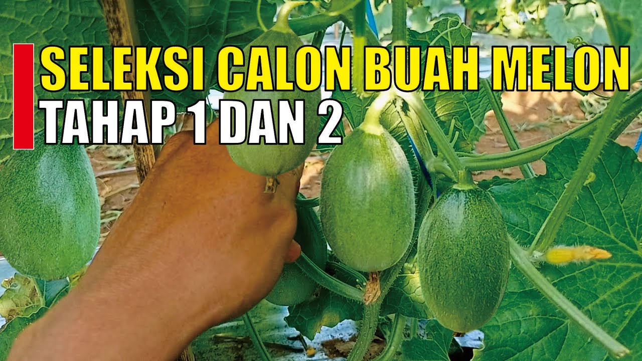 Seleksi Buah Melon, Menentukan MELON BESAR DAN SEREMPAK ⁉️ - YouTube