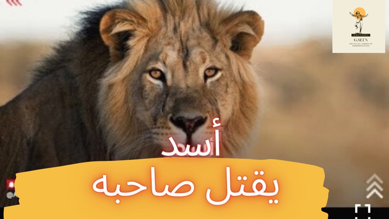 أسد يقتل مواطن سعودي 😯😯أسد يفترس صاحبه Youtube