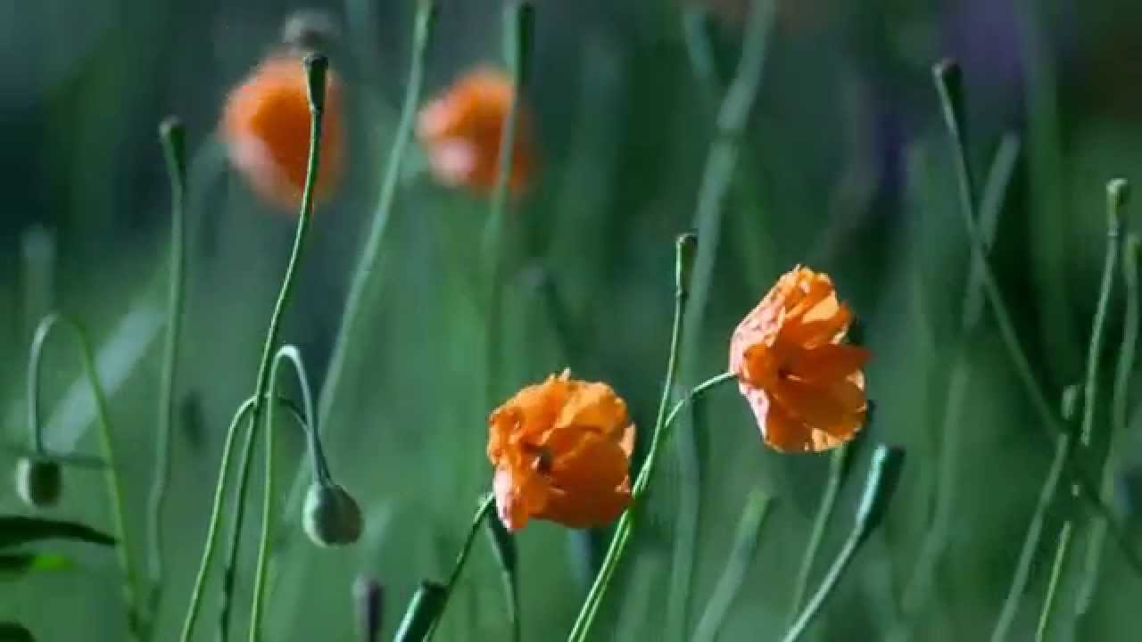 Orange flowers blowing in the wind - YouTube