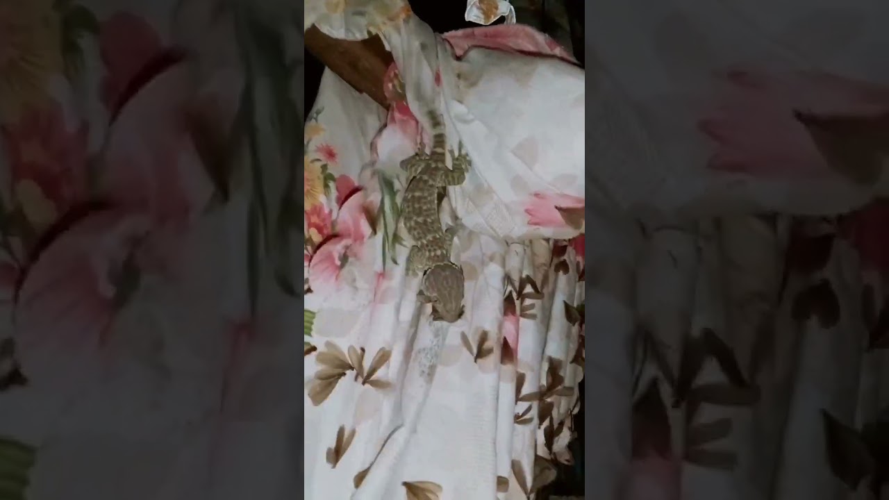 Eating insects,MUKBANG of lizard known as TOKO in Bisaya #lizard # ...