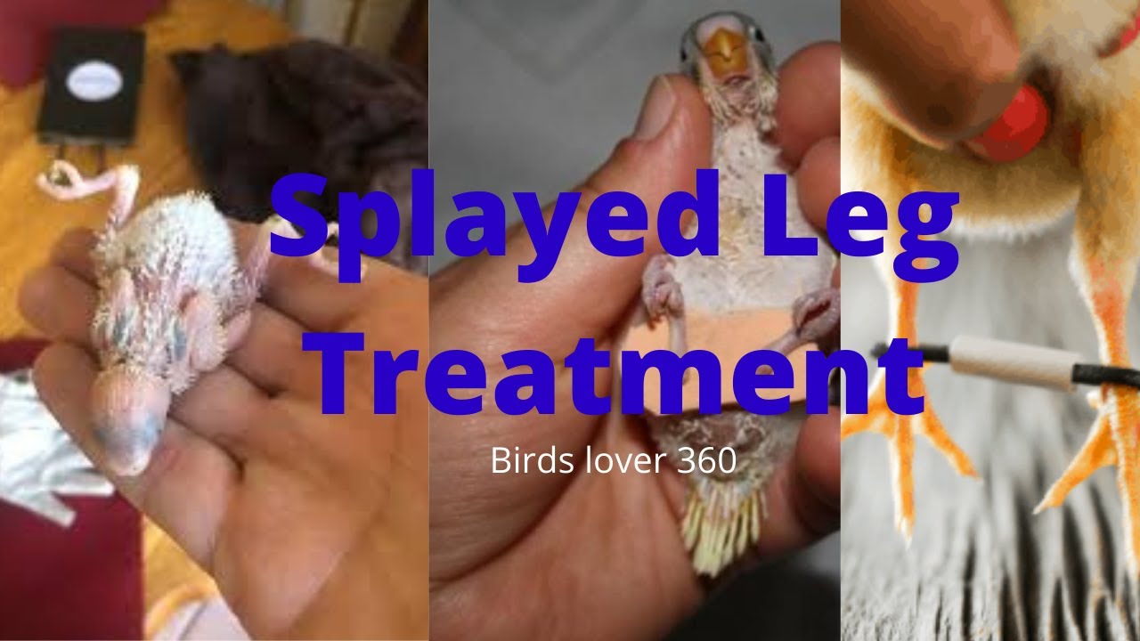 Splayed Leg Treatment Birds I budgerigar baby Splayed Leg Treatment I ...