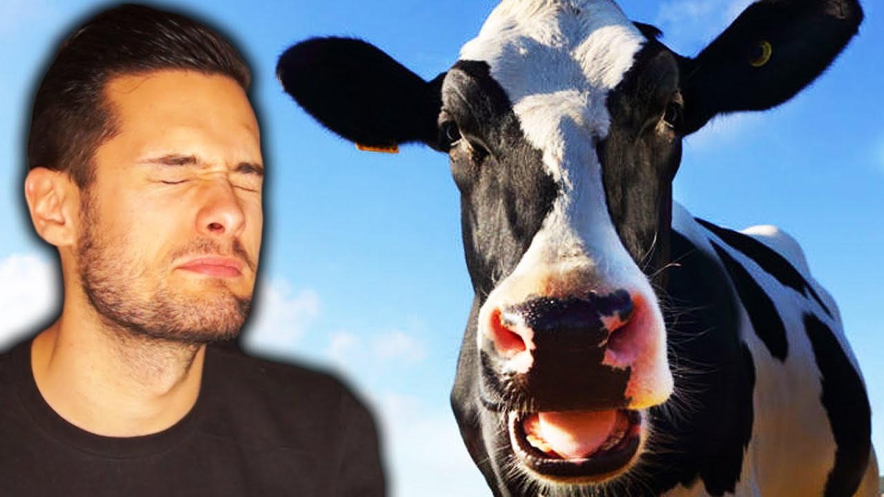 PAUL AND TOM REACT TO ' cows & cows & cows ' BY cyriak - YouTube