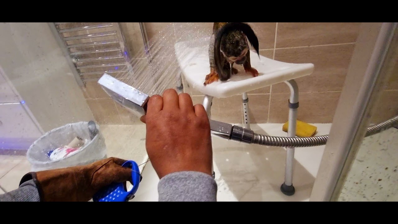 monkey having a nice hot shower - YouTube