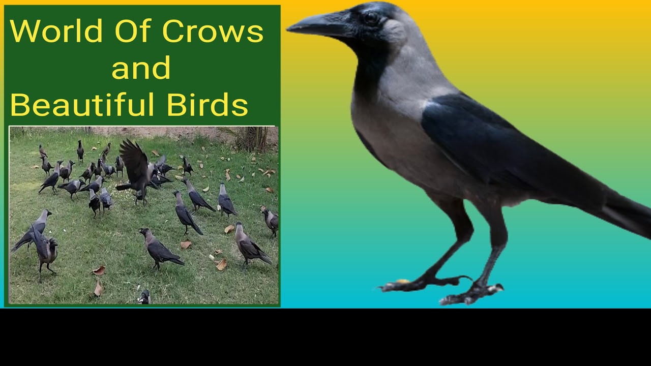 Beautiful Birds & Crows | Crows eating food| Birds sounds - YouTube