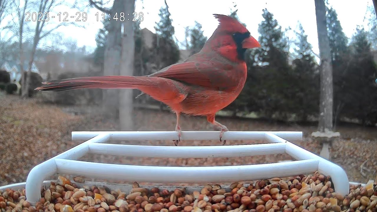 Wild Birds Dine at Feeder Cam Backyard Cardinal Wren Chickadee Titmouse ...