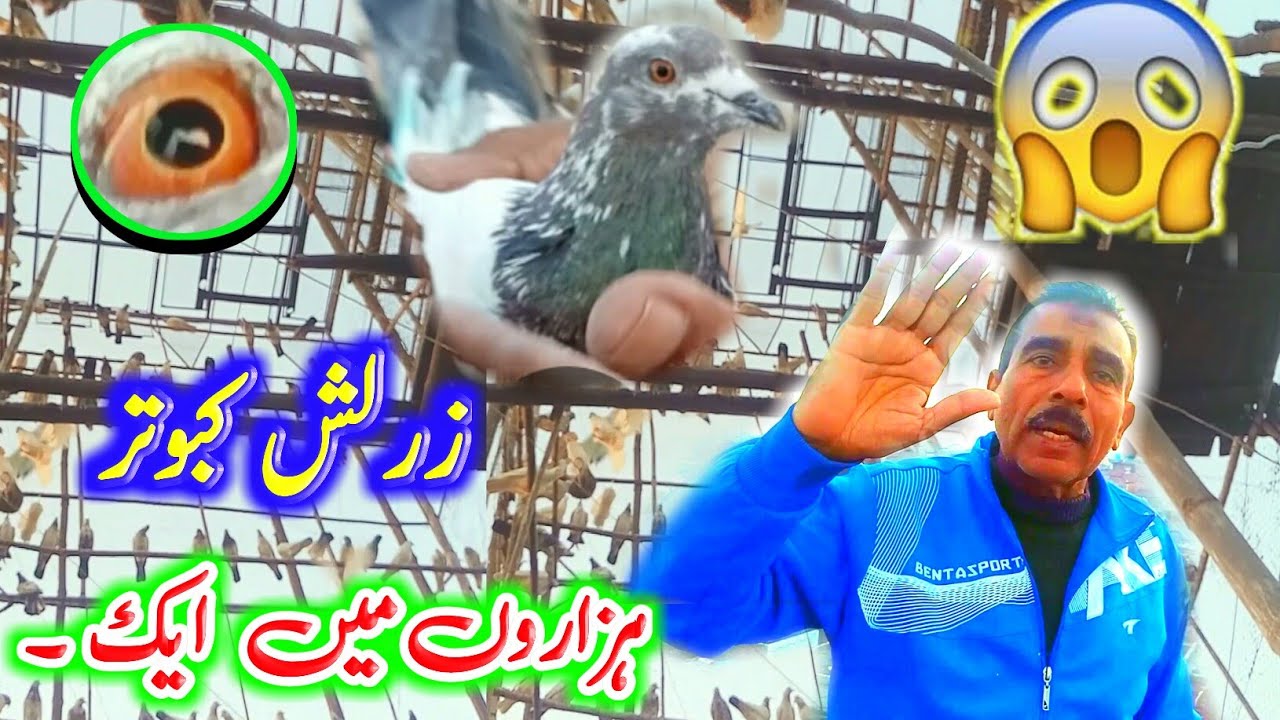 Catain ji ne Zarlish Kabootar Pakda | Kabootar Bazi With Pola G Pigeon ...