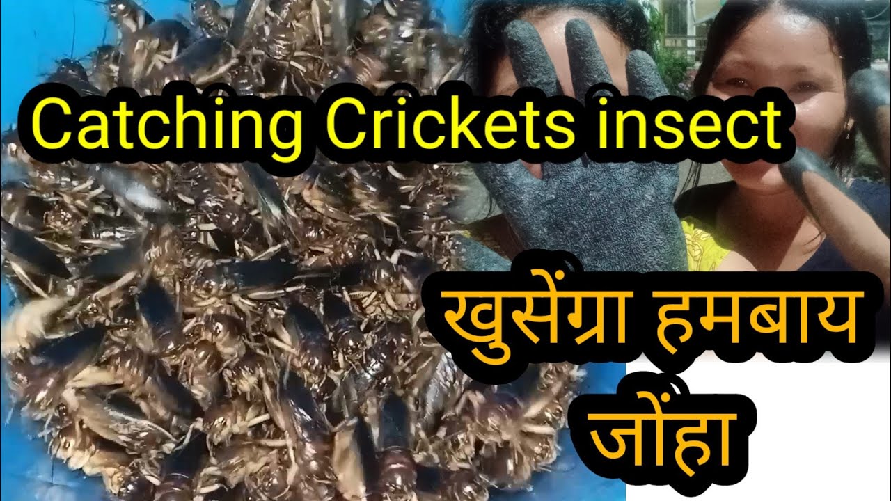 Catching Crickets (insect) by hand// kusengra hombai#subscribemychannel ...