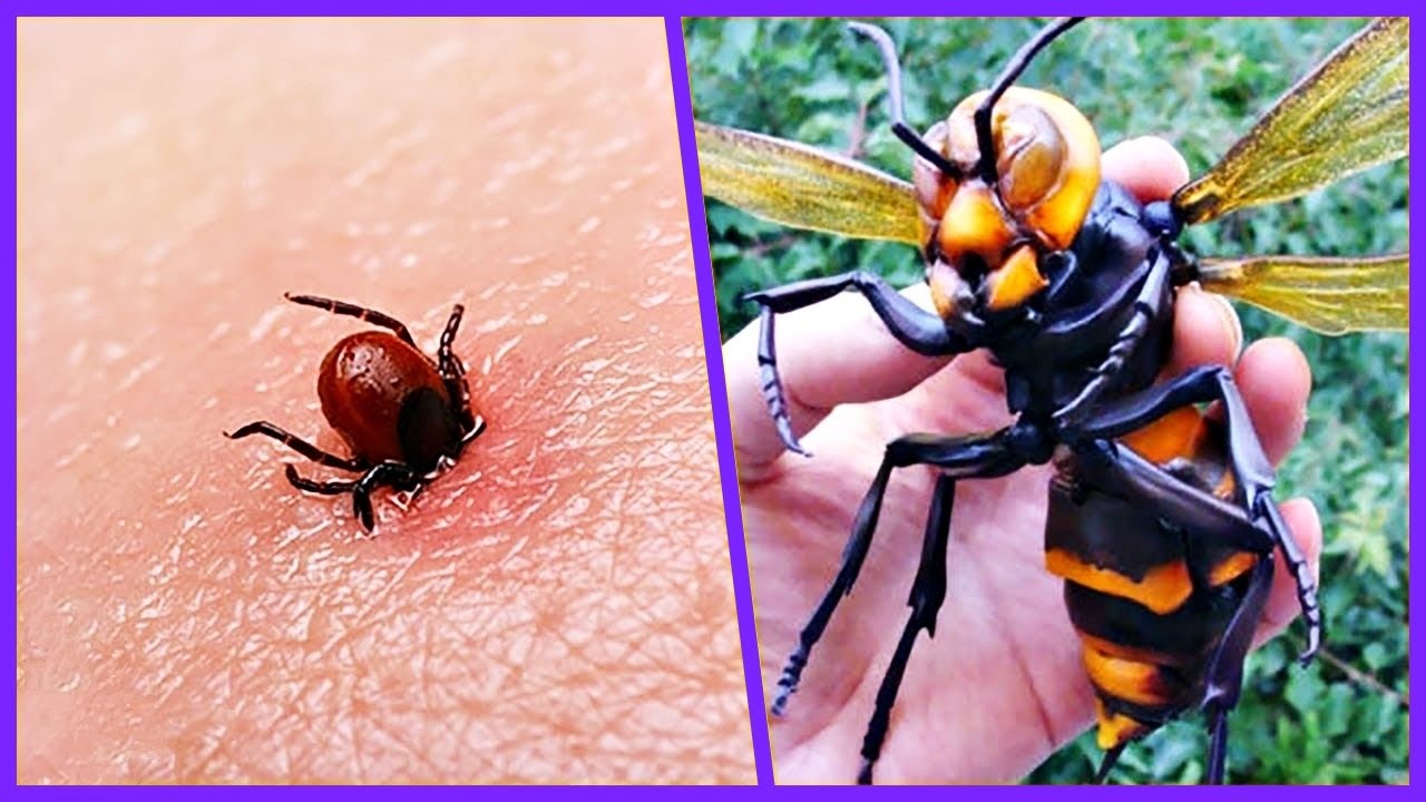 Los 10 Insectos más Peligrosos del Mundo - YouTube