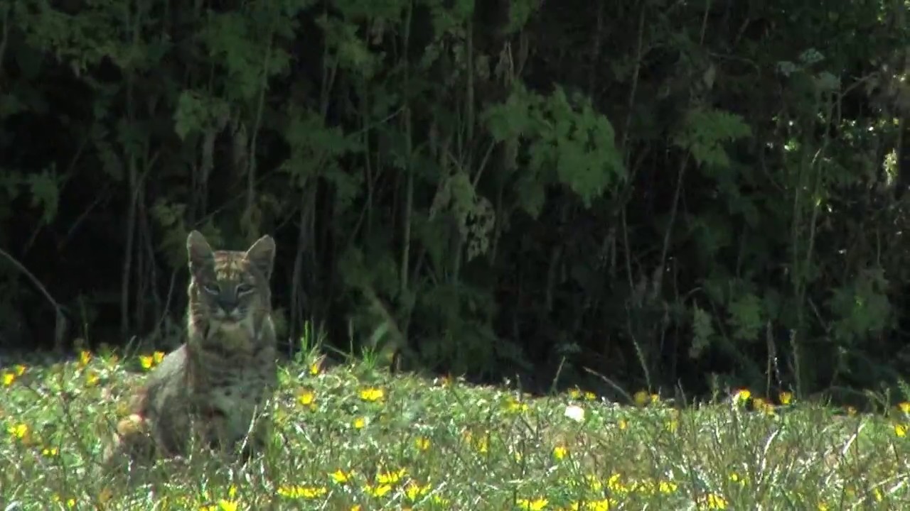 Bobcat in California - YouTube