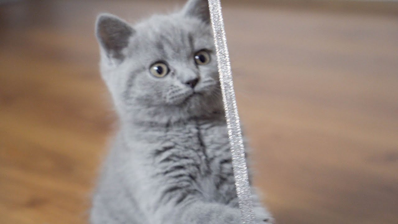 CAT is exploring new home - YouTube