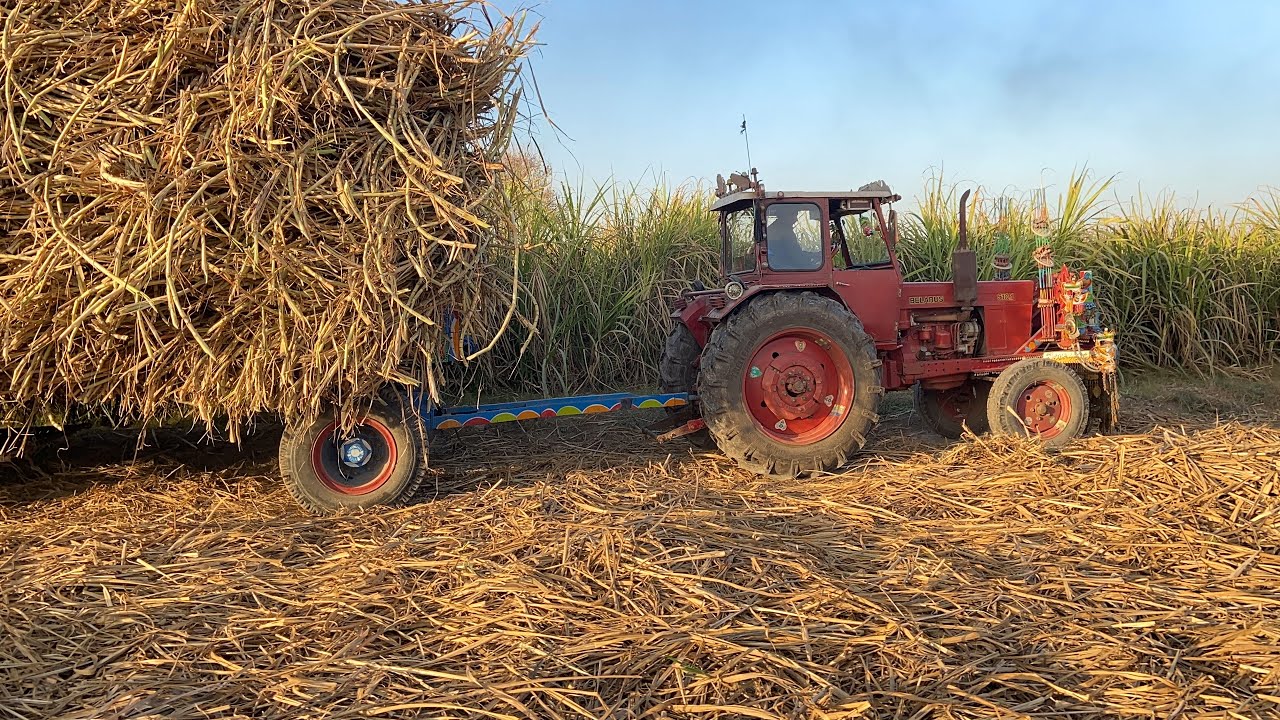 Belarus tractor pulling sugar cane trolley - YouTube