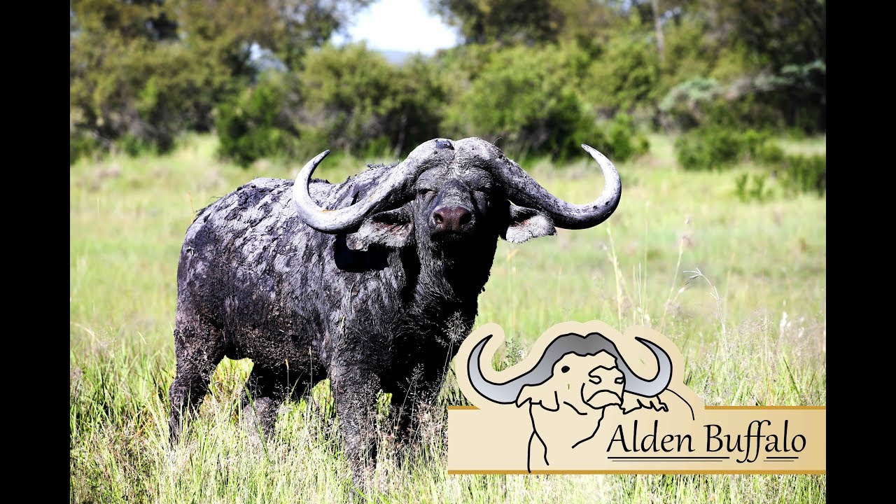Alden Buffalo - YouTube