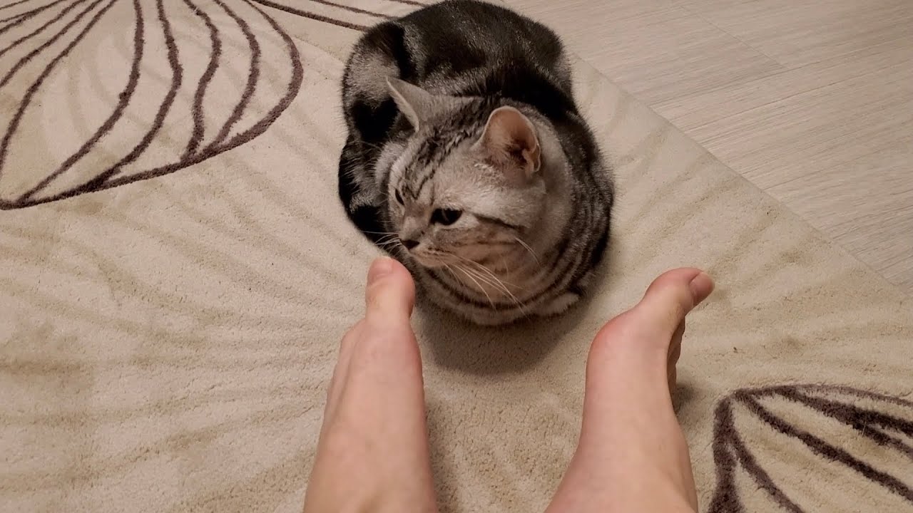 Pretty stinky feet.【cat】 - YouTube