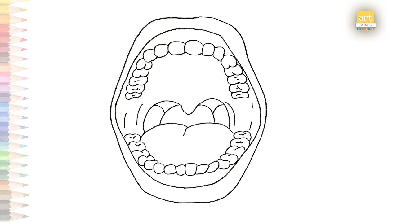 Oral Cavity Diagram Unlabeled