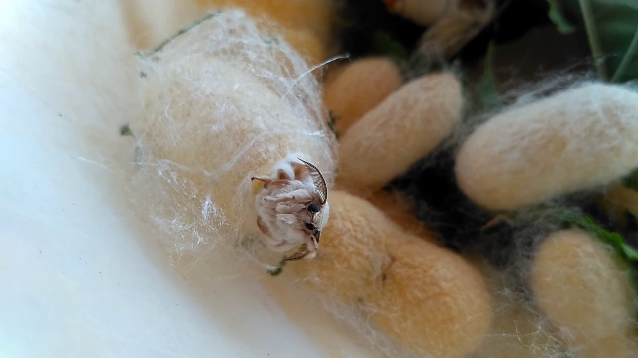silkworm moth emerges from cocoon - YouTube
