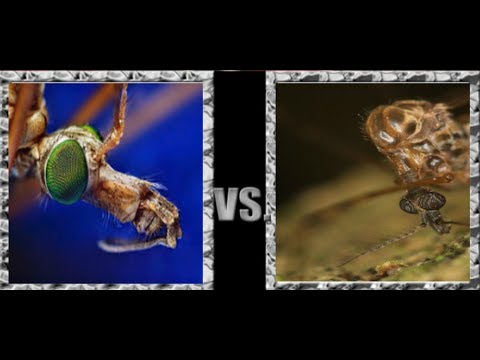 Something everyone should know: The difference between the crane fly ...