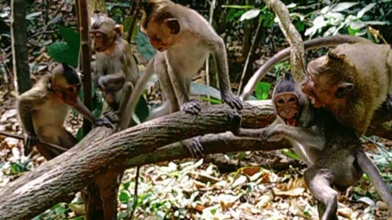 Very funny young monkeys playing chase each other - YouTube