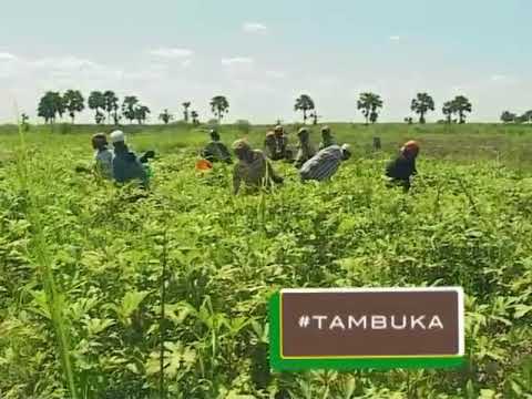 Kilimo cha bamia kimenibariki sana - YouTube