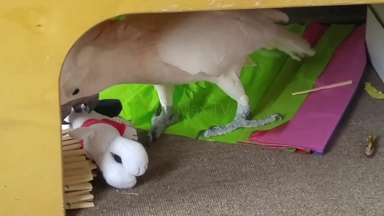 Snoopy Gets Beat Up & I Get In Trouble For Laughing!! - YouTube