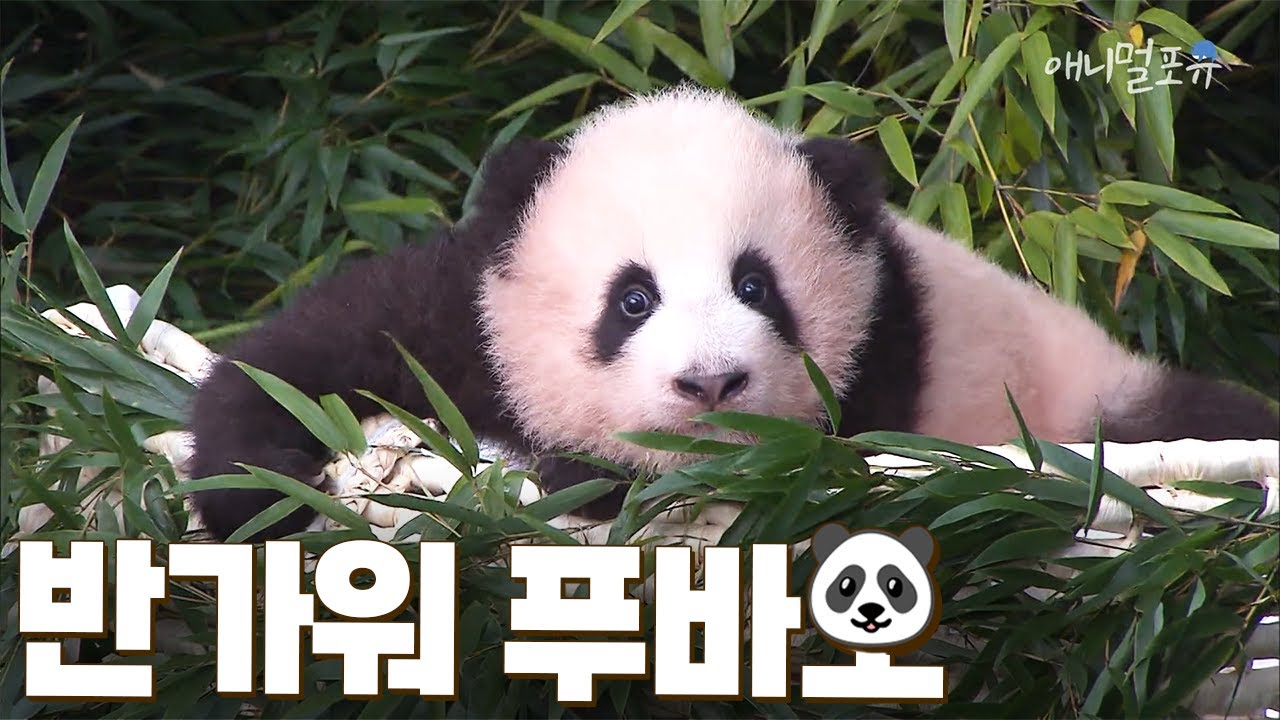 푸바오 강바오 I 안녕 할부지 개봉 기념 귀염뽀짝 푸바오 아기가 세상에 태어난 날 I Kbs 뉴스7 201104 방송 Youtube