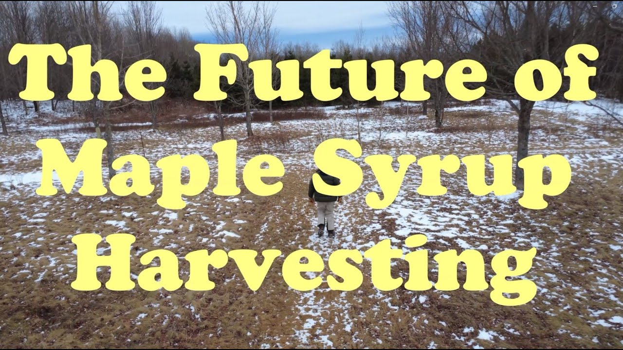 Say Goodbye to Traditional Tapping: The Future of Maple Syrup ...
