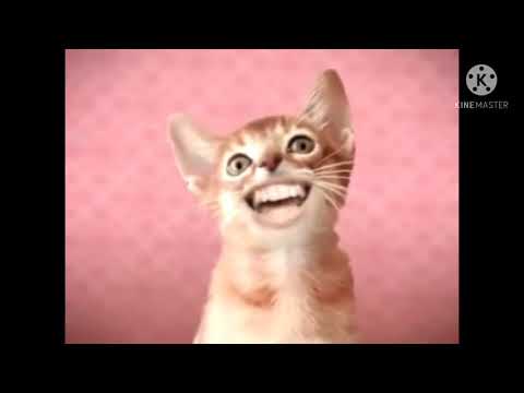 Numa Numa Cat Slowed