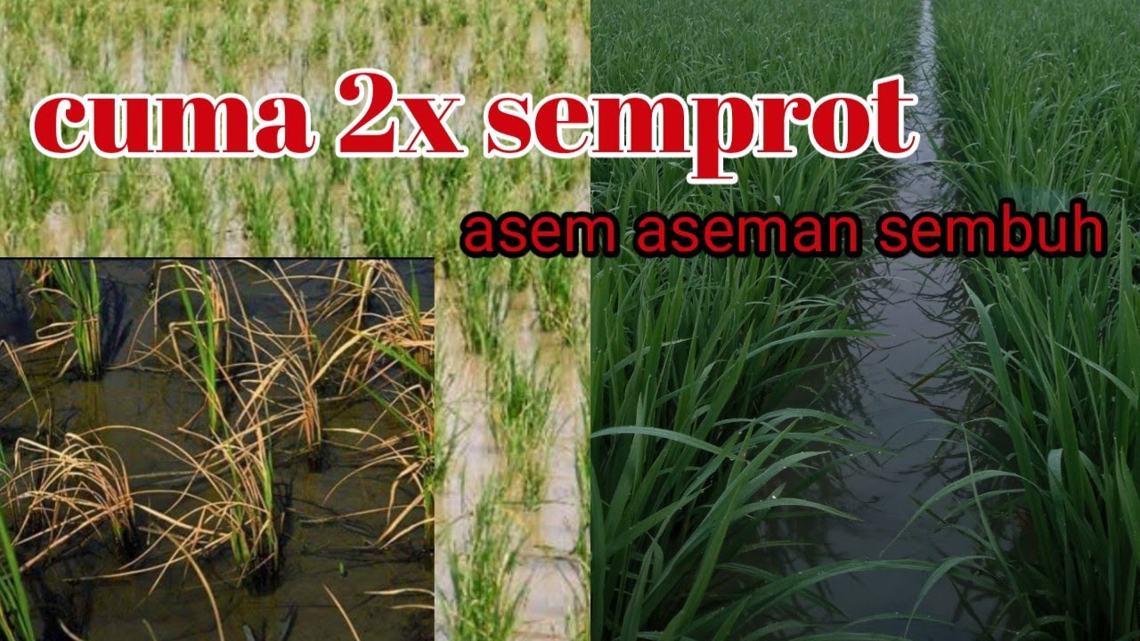 cara mengatasi asem aseman pada tanaman padi - YouTube