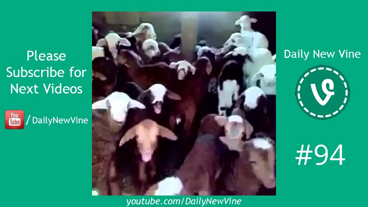 Daily Vine Compilation ★ November 8th, Saturday, 2014 ★ 188 Vine ★ Just ...