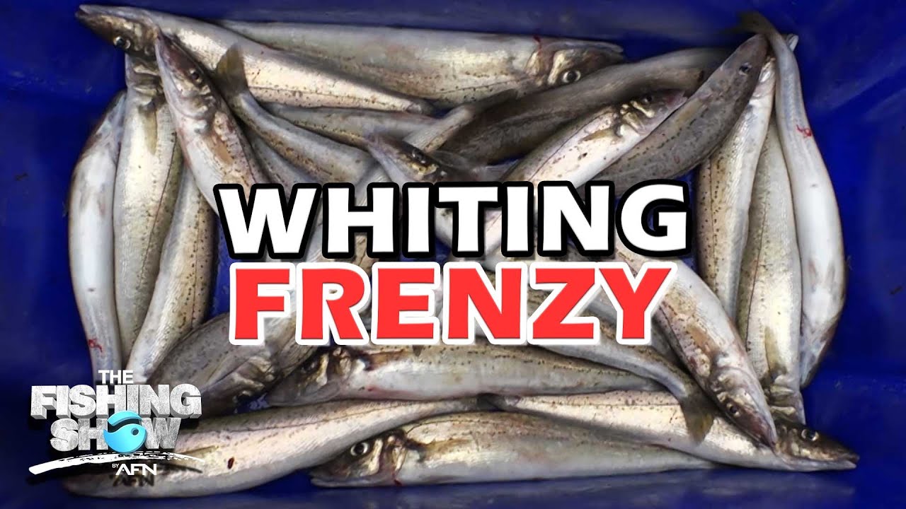 VIC vs QLD: Whiting FISH-OFF! - YouTube