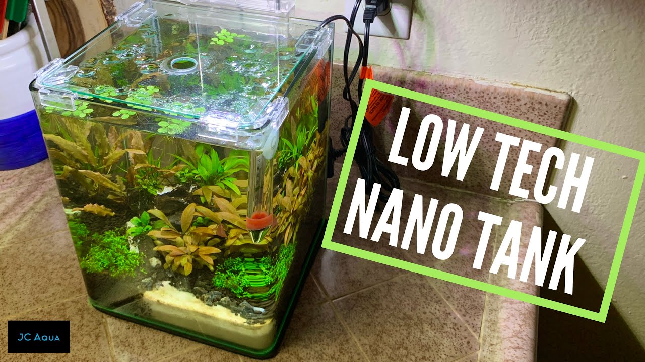 HOW TO: Maintaining a Low Tech Nano Tank (No Filter, No Fertilizer, No ...