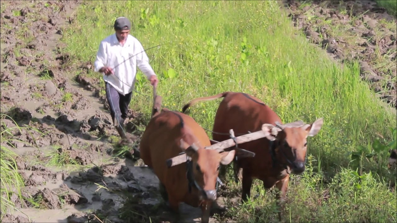 Bajak Sawah Tempo Dulu dengan Sapi - YouTube