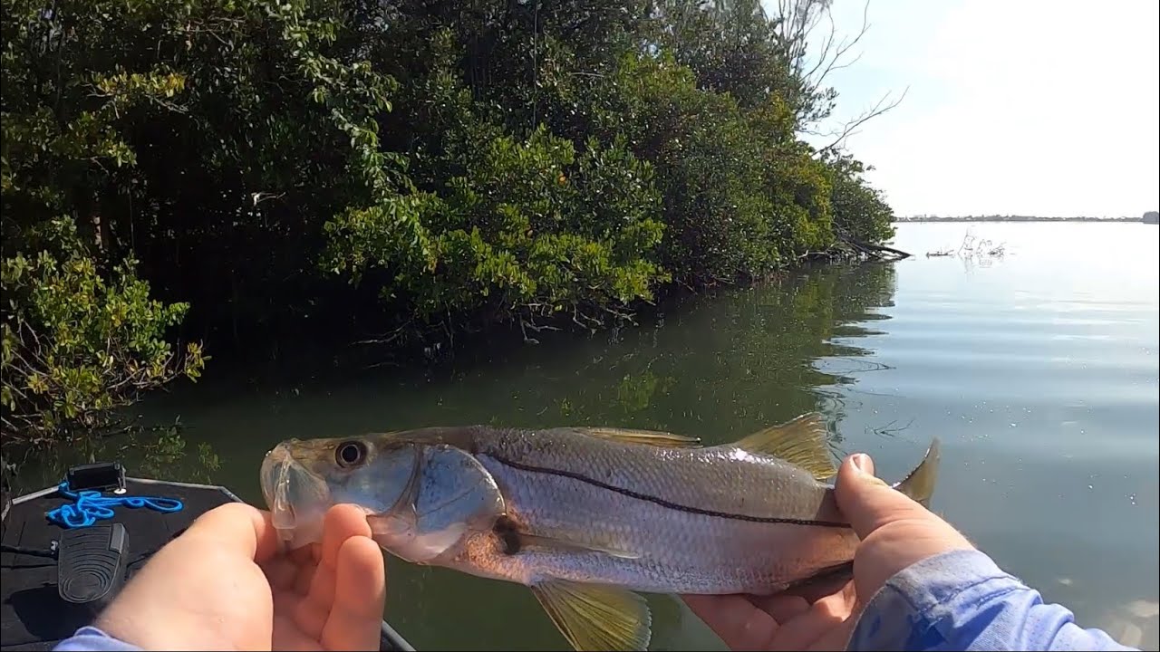 WORLD record SNOOK fishing - YouTube