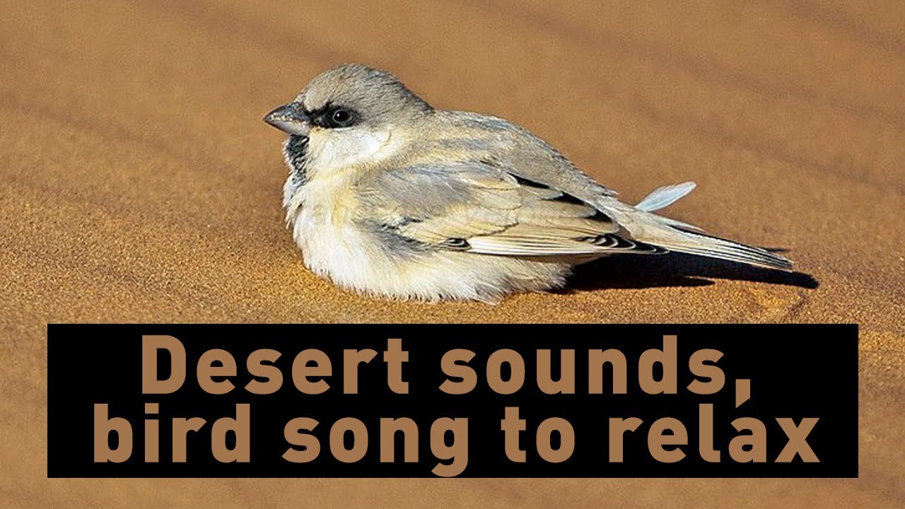 Desert Oasis: 1 Hour of Serene Desert Sounds with Birds for Relaxation ...