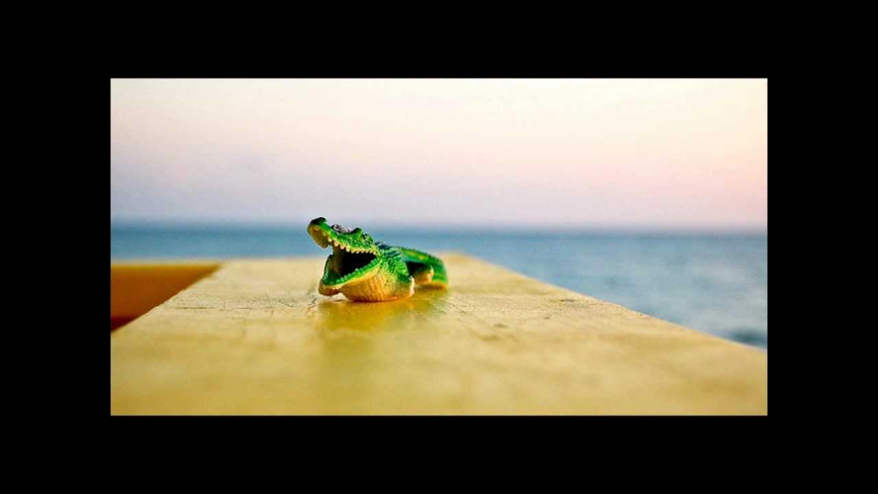 Alfred the Alligator - YouTube