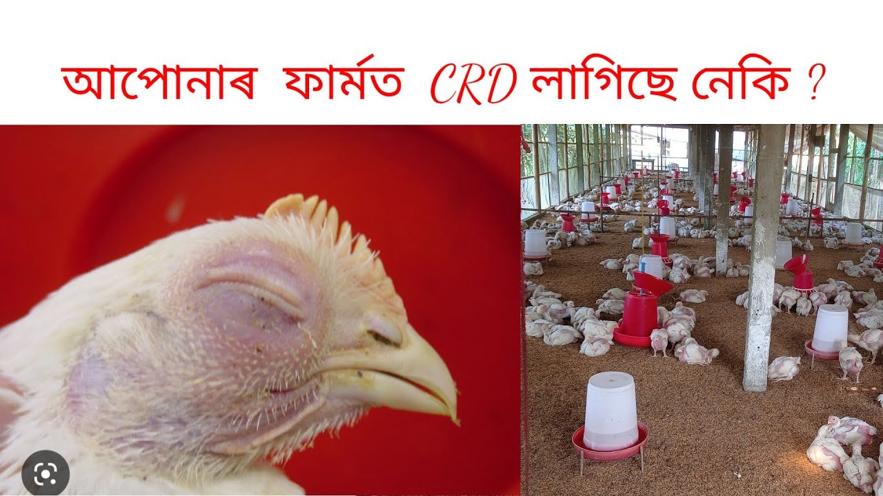 আপোনাৰ ফার্মত CRD লাগিছে নেকি ?Crd problem 100% solution!! poultry ...