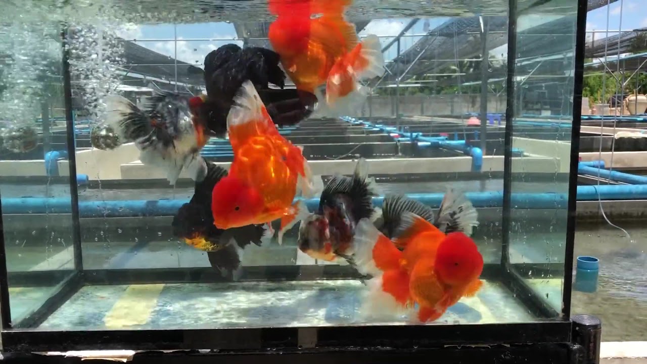 Rose Tail Thai Oranda - Show Quality - YouTube