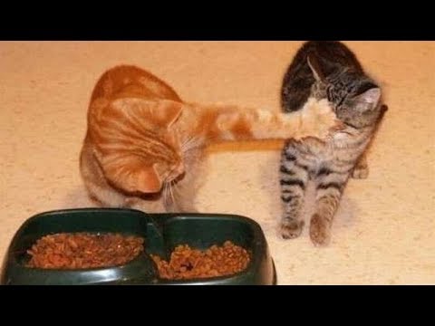 BURST into LAUGHTER NOW! // The FUNNIEST ANIMAL compilation