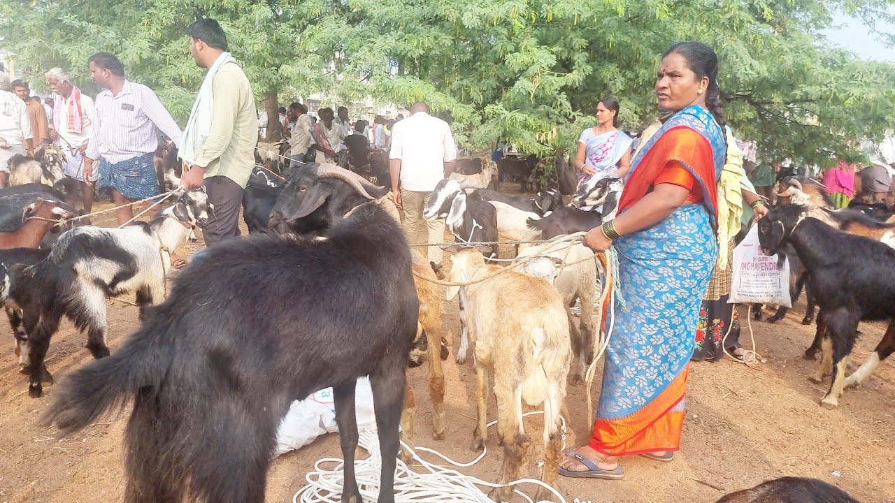 పెబ్బేరు సంతలో మేకపోతుల రేట్లు-pebbair goat market-pebbair santha ...