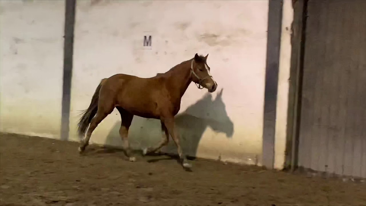 Pony po Cool Paradise - YouTube