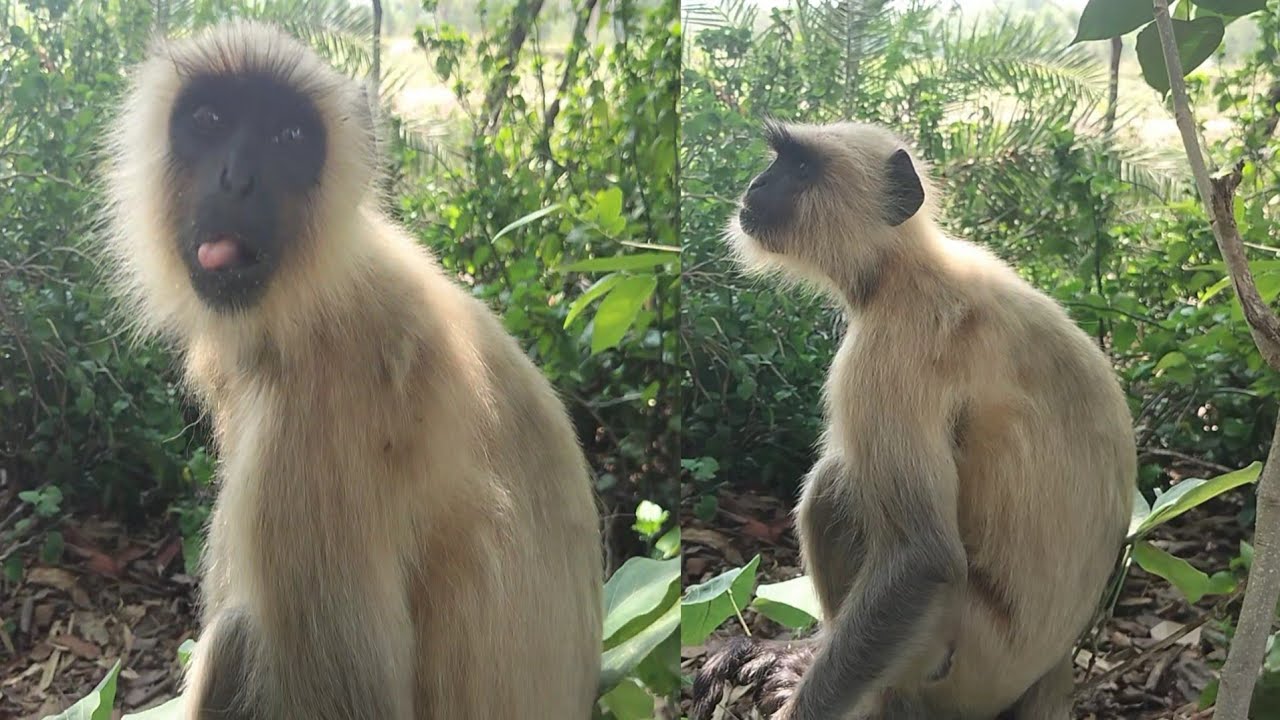 Langoor zoom video #monkey - YouTube