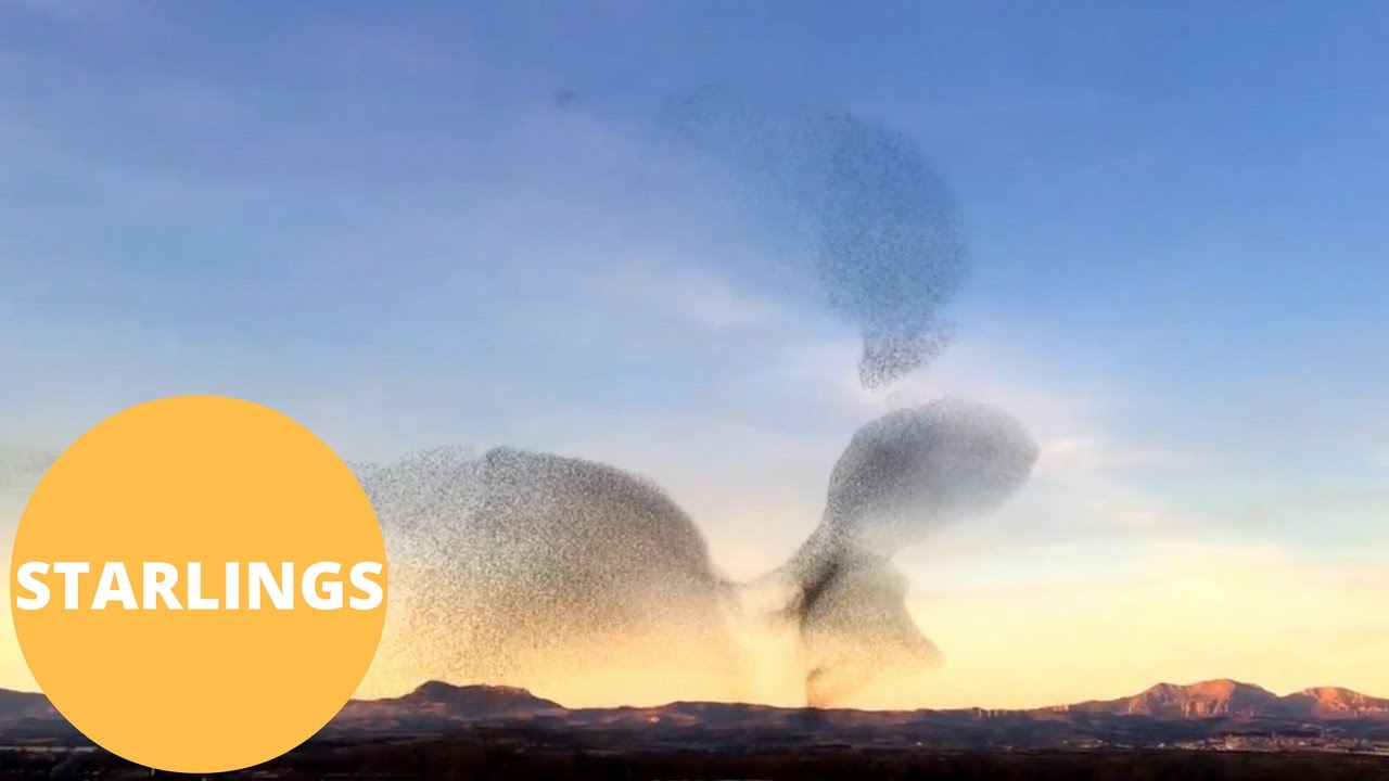Thousands of starling caught swarming over sunset - YouTube