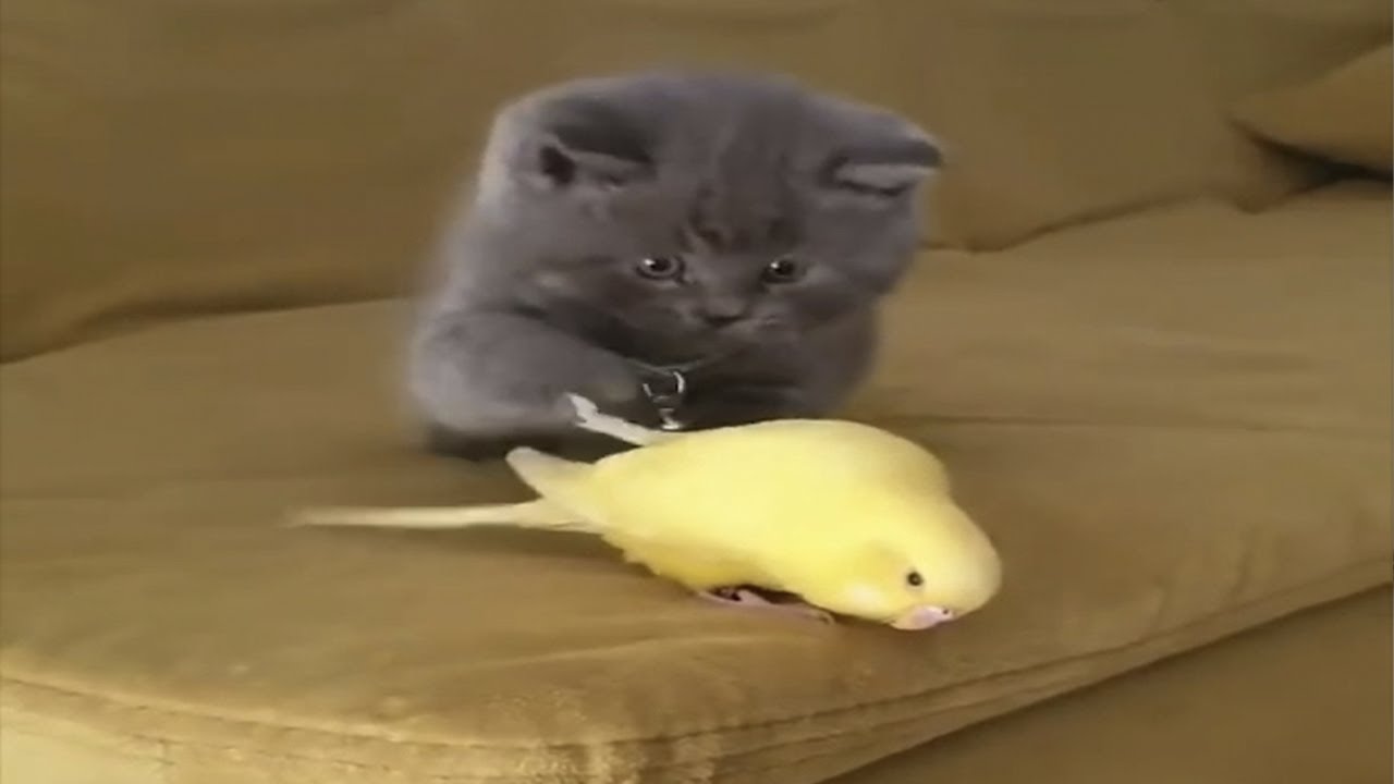 Funny Paw | Funny Animals | Funny Cats and Dogs 2023 #46 🐱🐶🤣 - YouTube