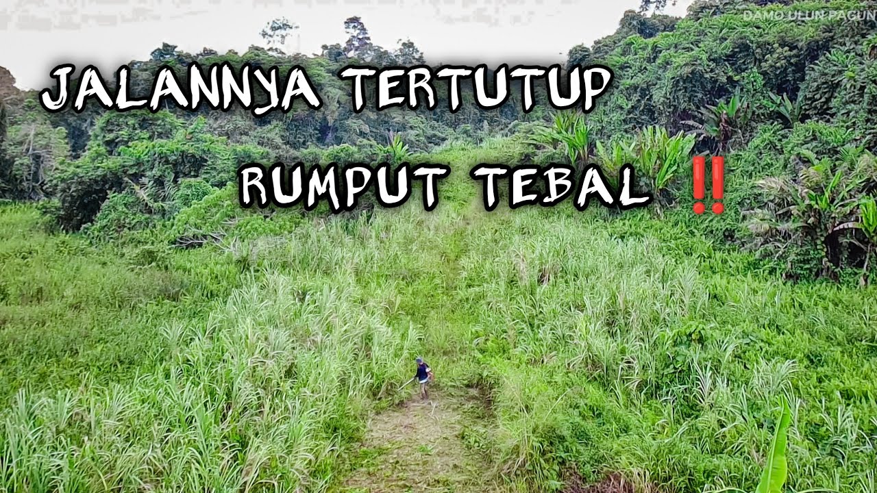 MENEBAS JALUR SAPI ‼️ dalam hutan - YouTube