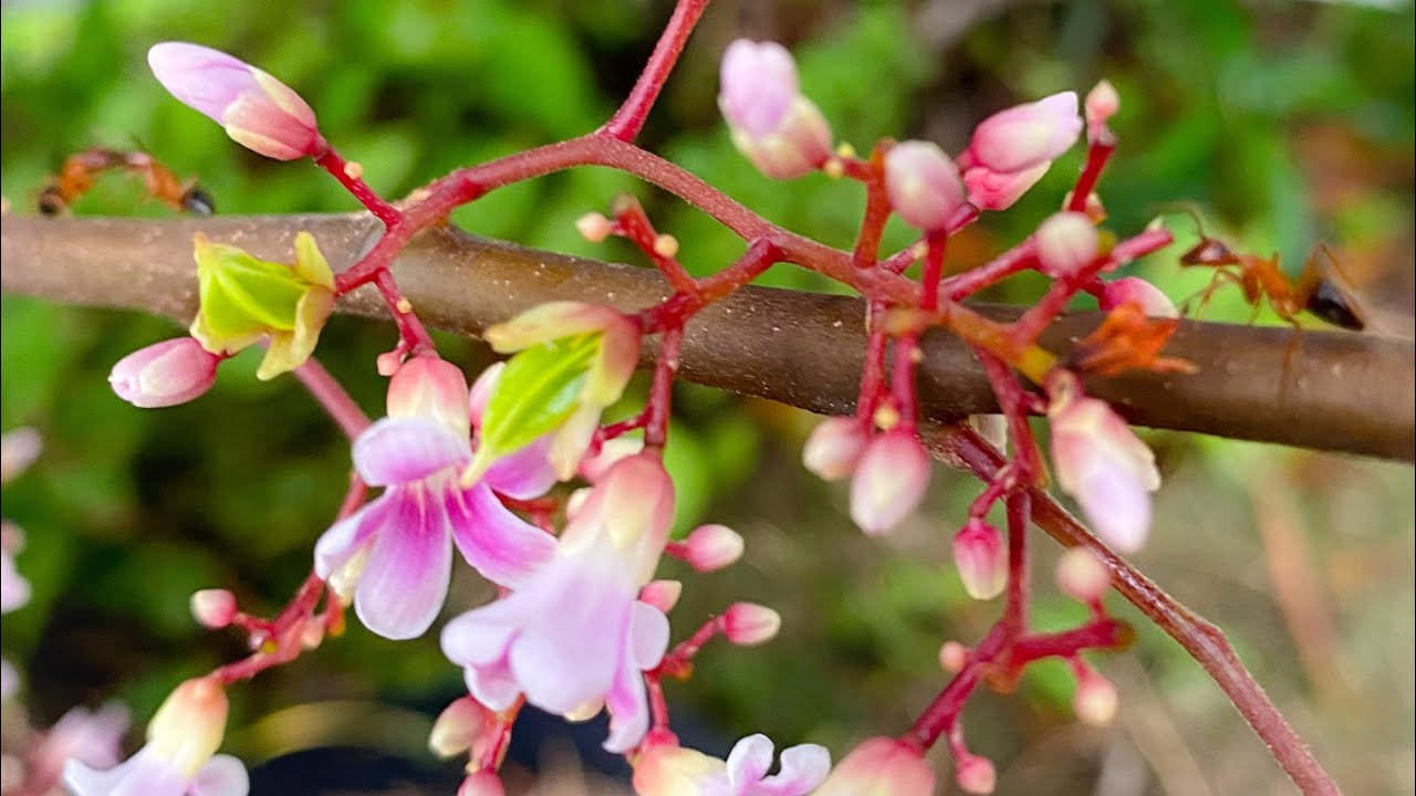 Micro Food Forest in Suburbs - Part 2 - YouTube