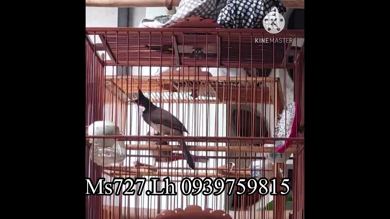 Ms727.bổi 1 mùa nết chơi găm cầu thằng nết xèo mềm.giá 2đ7 lh0939759815 - YouTube