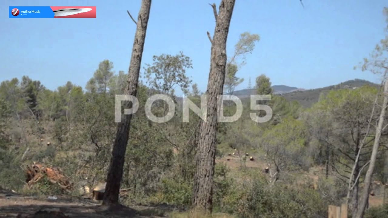 Dry Forest | HD Stock Video Footage | Production Music - YouTube