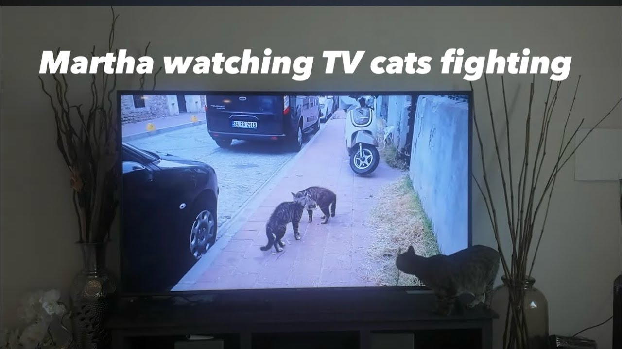 Martha watching cats fighting on TV. - YouTube